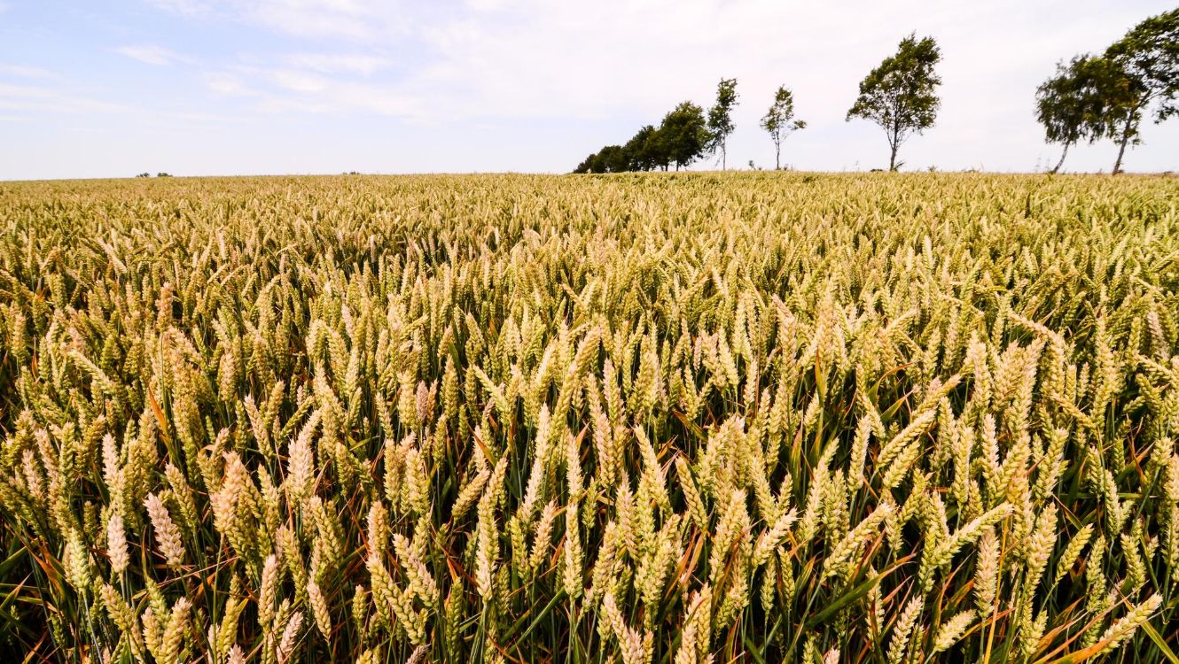 Malwa - Nature Bio Foods Europe